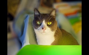 Turning the Exception to the Rule – My Interview With Jackson Galaxy of ...