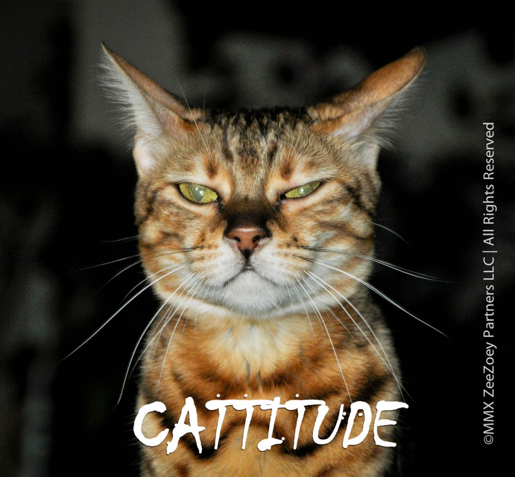 CATTITUDE & CATTISMS… | Zee & Zoey's Cat Chronicles