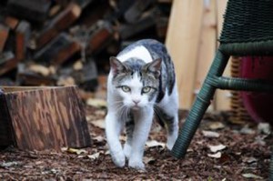 FixNation – A Ground Zero Concept for Managing Homeless Stray and Feral ...