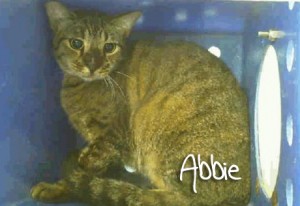 The Loews Cat Controversy – A Rally for Change and a Plea for the ...