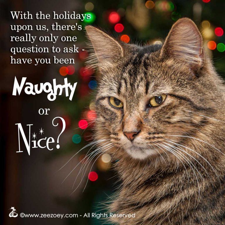 With Cats and the Holidays, it's Not About Who's Naughty or Nice, it's ...
