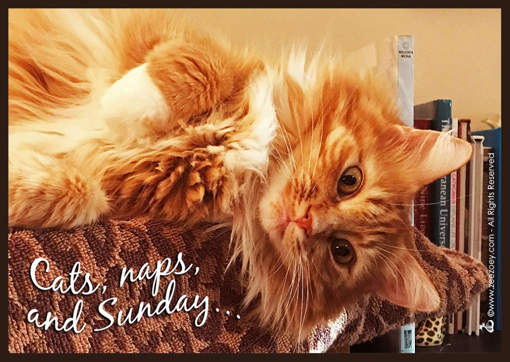 Cats, Naps, and Sunday... | Zee & Zoey's Cat Chronicles
