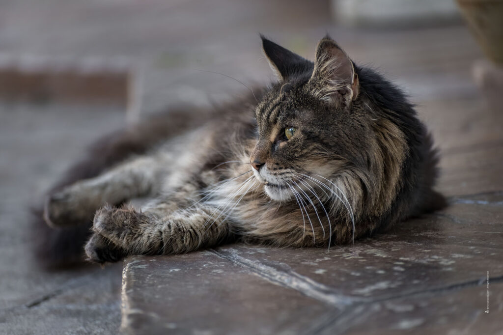 Saying Goodbyes to Zee – The Legacy of an Extraordinary Cat