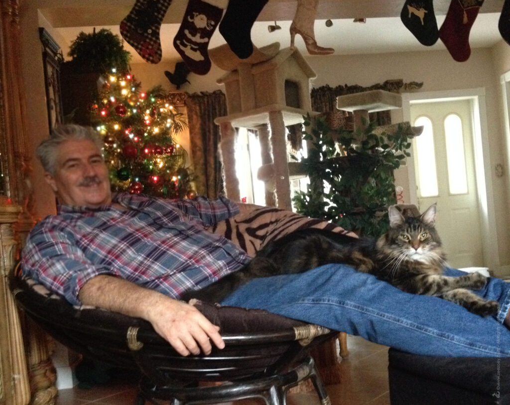 Saying Goodbyes to Zee – The Legacy of an Extraordinary Cat