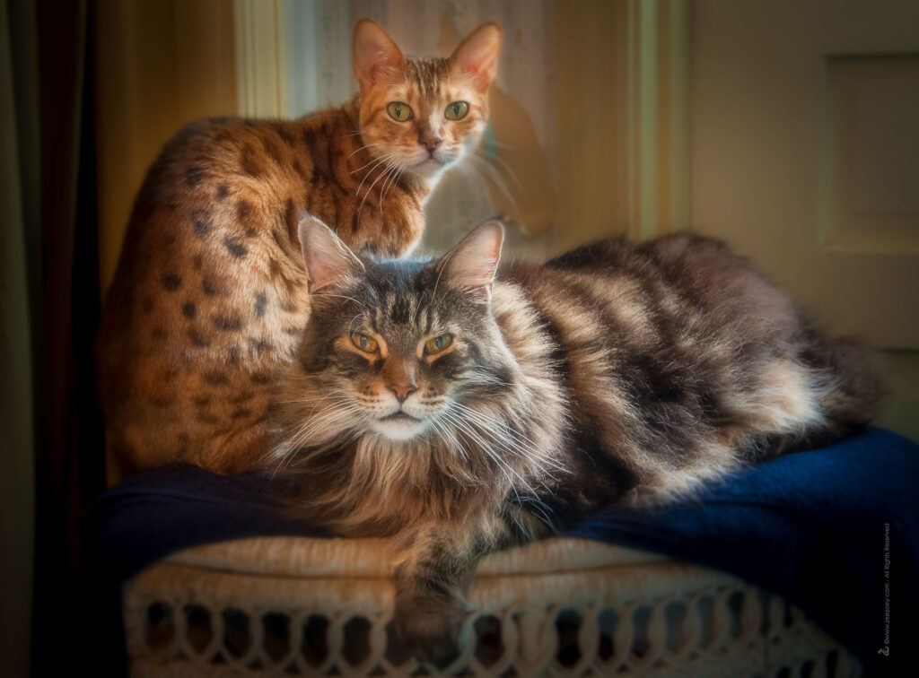 Saying Goodbyes to Zee – The Legacy of an Extraordinary Cat