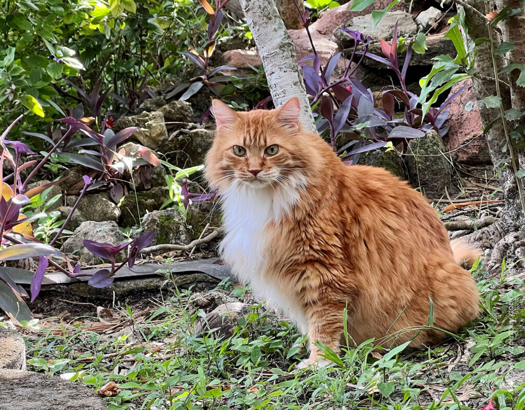 Zee & Zoey's Cat Chronicles