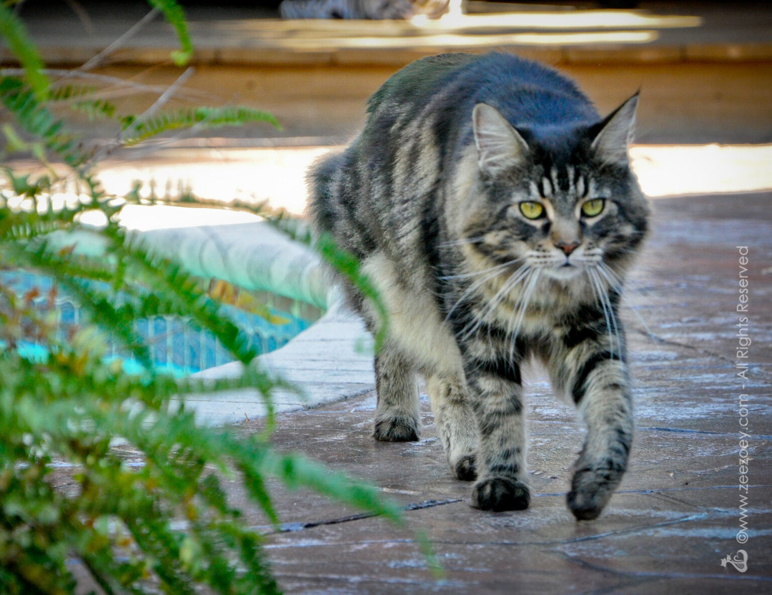 Applause for Cat Paws – 10 Fun Facts About the Purrfect Paw!