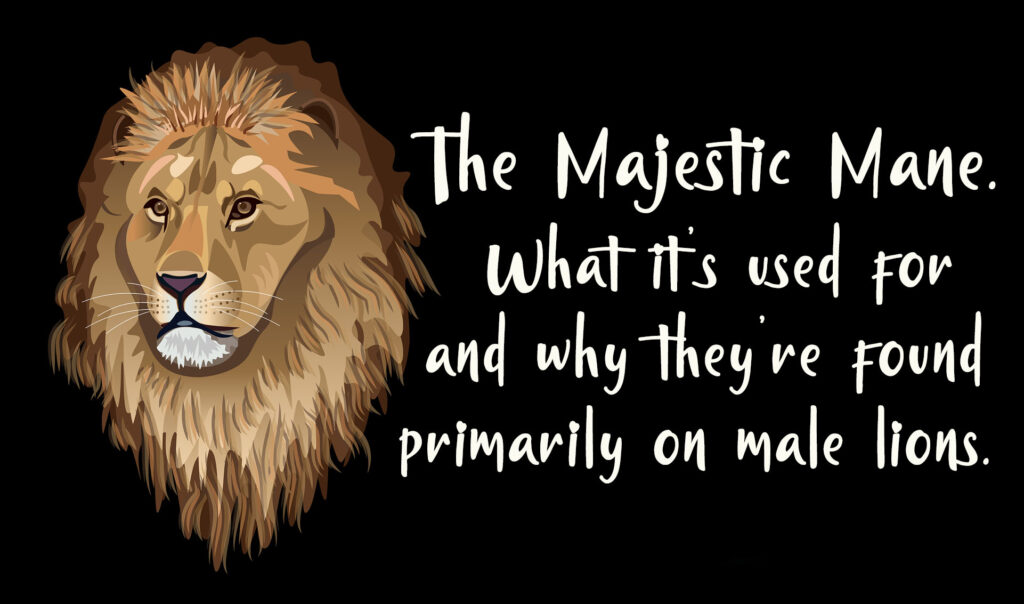 The Mane Event – A Discussion About Why Only Lions and Some Domestic ...