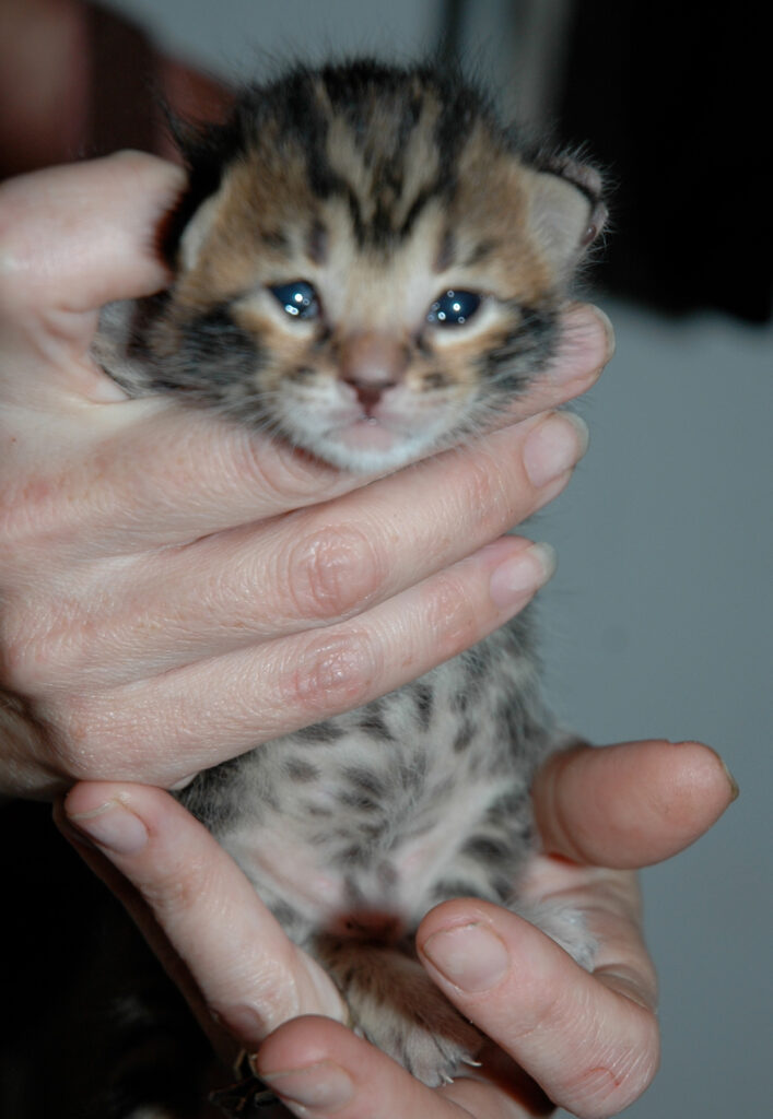 Beginner’s Guide to Caring for An Abandoned Neonatal Kitten Zee & Zoey ...
