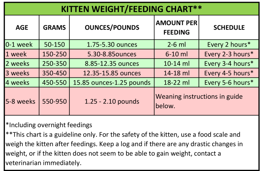 Beginner’s Guide to Caring for An Abandoned Neonatal Kitten Zee & Zoey ...