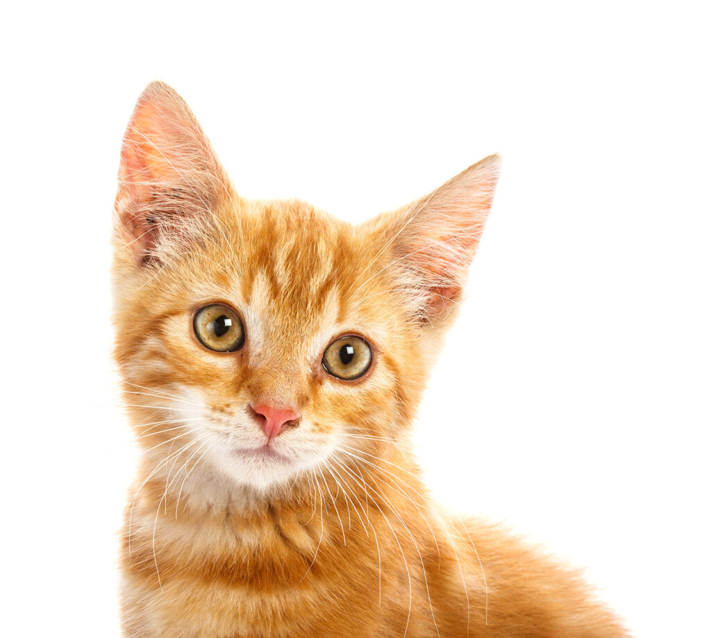 Some Facts on Ginger Fur for Ginger Cat Appreciation Day! Zee & Zoey's ...