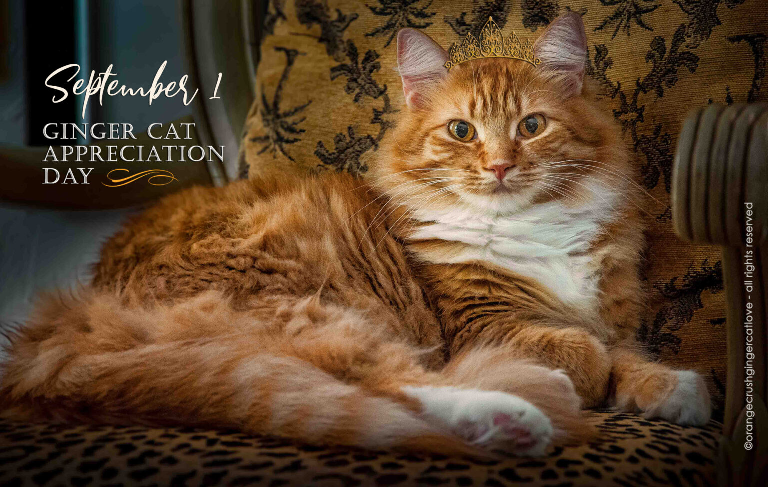Some Facts on Ginger Fur for Ginger Cat Appreciation Day! Zee & Zoey's ...