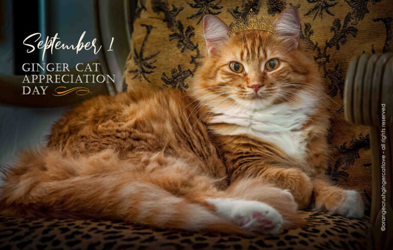 Some Facts on Ginger Fur for Ginger Cat Appreciation Day! Zee & Zoey's ...