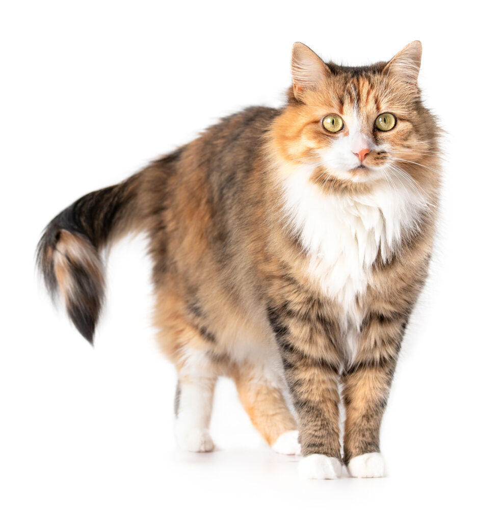 Zee & Zoey's Cat Chronicles