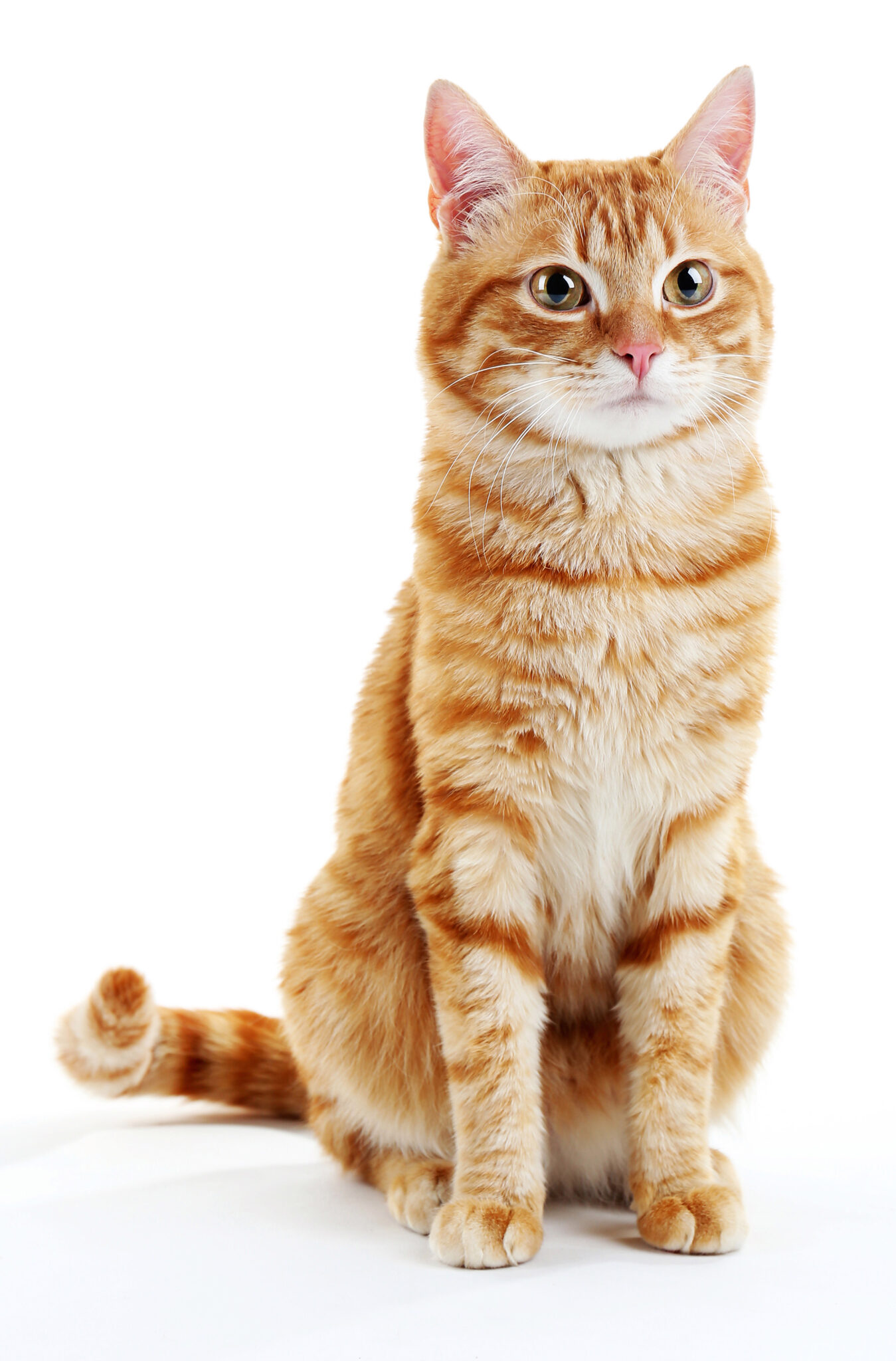 Some Facts on Ginger Fur for Ginger Cat Appreciation Day!