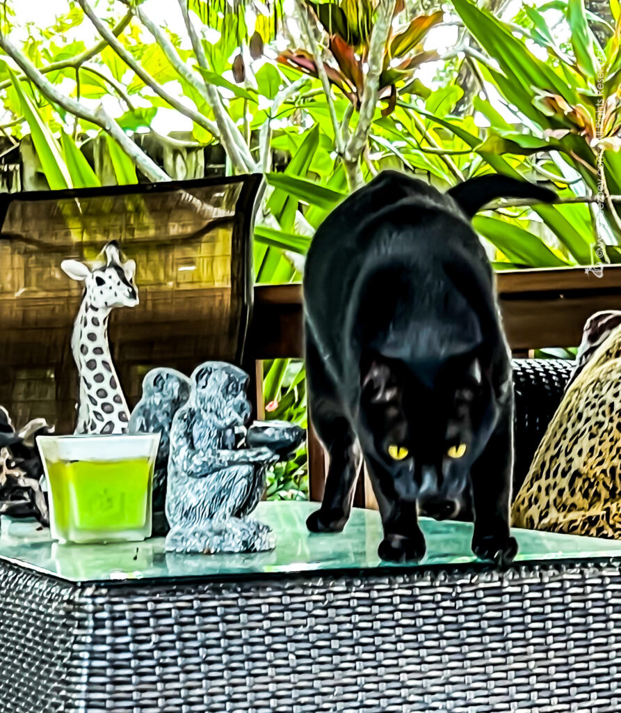 Sharing the Love for National Black Cat Day!